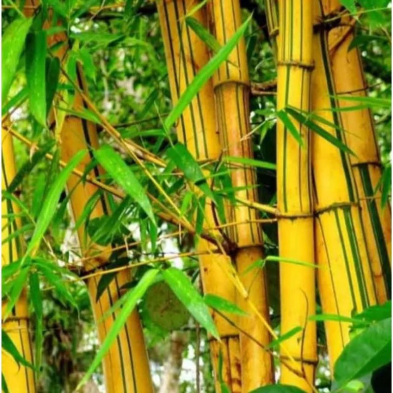 Jual Bambu kuning asli panjang 1 meter | Shopee Indonesia