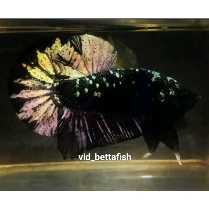 Jual AVATAR COOPER GOLD TOP GRADE BUKAN BESGEL | Shopee Indonesia