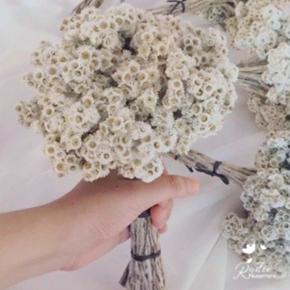 Jual Satu Ikat Edelweis Putih Bromo | Shopee Indonesia