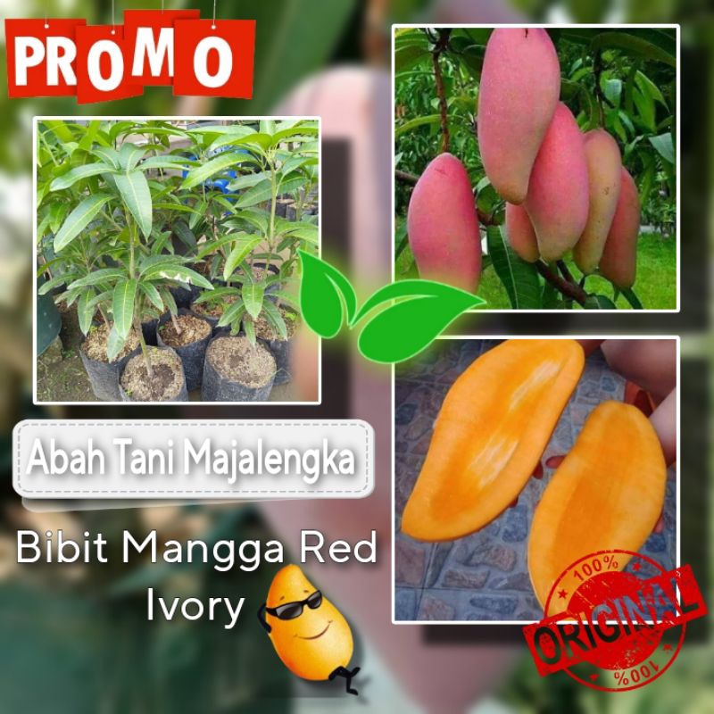Jual Mangga Red Ivory Siap Tanam Okulasi Asli | Shopee Indonesia