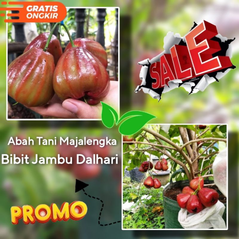 Jual (Ukuran 1 Meter) Jambu Air Dalhari 1m Rimbun Bisa Berbuah dalam ...