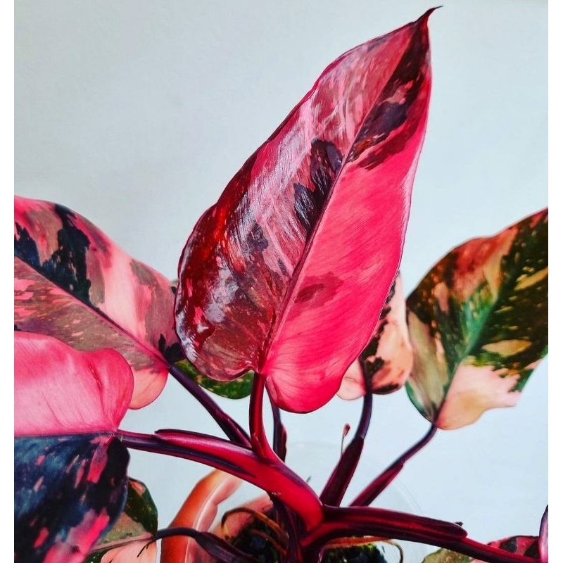 Jual Tanaman hias phillo pink princess / tanaman hias meja philodendron ...