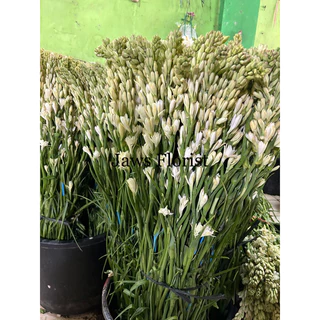 Produk Jaws florist | Shopee Indonesia