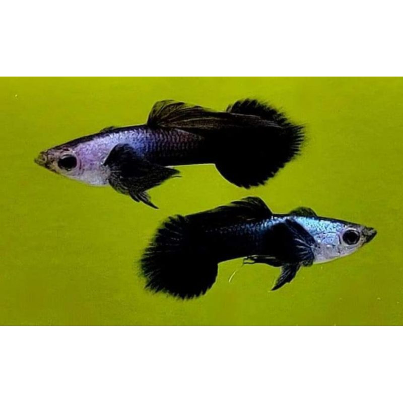 Jual ikan hias guppy mini p@nd@ sepasang jantan betina trio hiasan aquarium, kolam dan aquascape ...