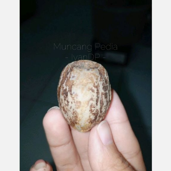 Jual Muncang Mantili Bagyo / Kemiri Mantili Bagyo MuncangPedia IvanDP ...
