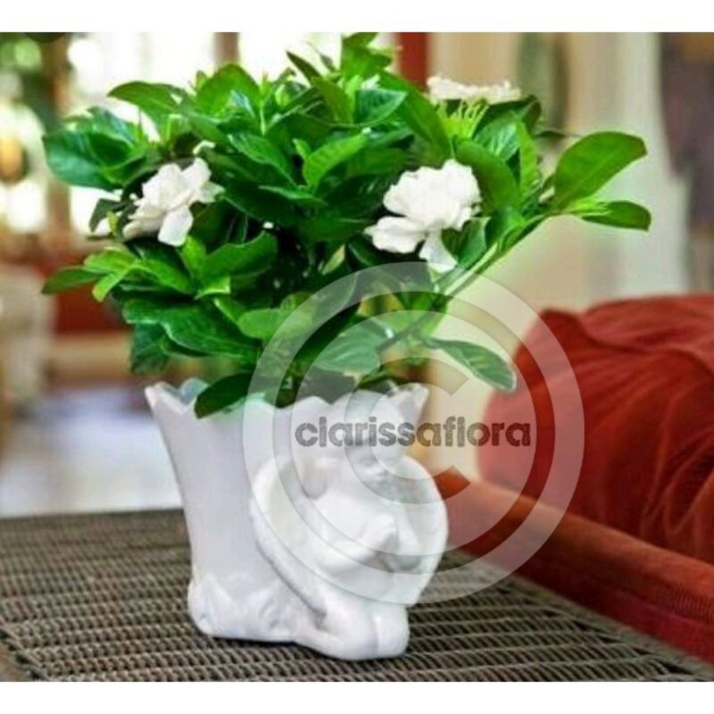 Jual PROMO tanaman hias melati pecah piring super wangi | pohon melati ...