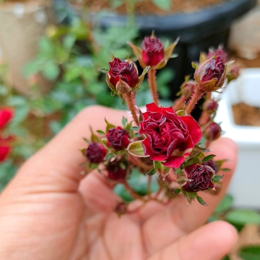 Jual Tanaman Bunga MAWAR CHERRY SINGAPORE - Bibit Mawar cherry ...