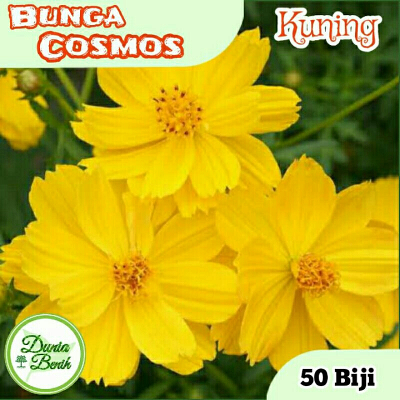 Jual 50 Biji Benih Bunga Cosmos Kuning Berkualitas | Shopee Indonesia