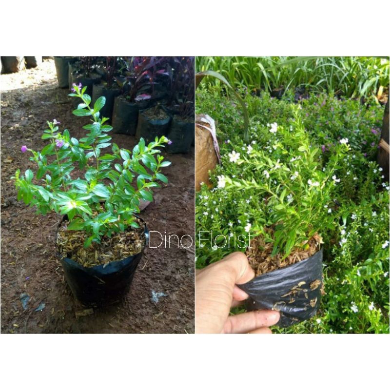 Jual Tanaman Hias Bunga Taiwan Beauty / Chupea Hissopifolia ...