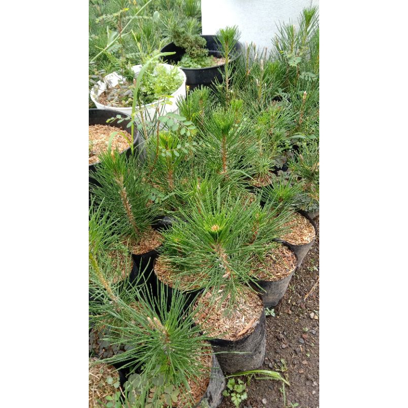 Jual Bibit Bonsai Pinus Black Pine (TINGGI 15CM) | Shopee Indonesia