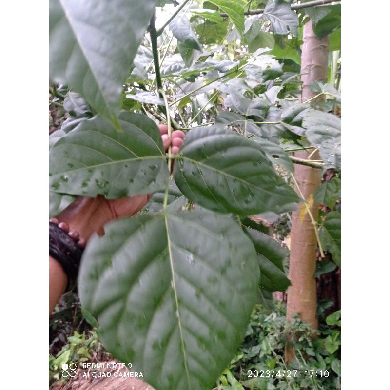 Jual Daun dadap serep segar per 200 gram | Shopee Indonesia
