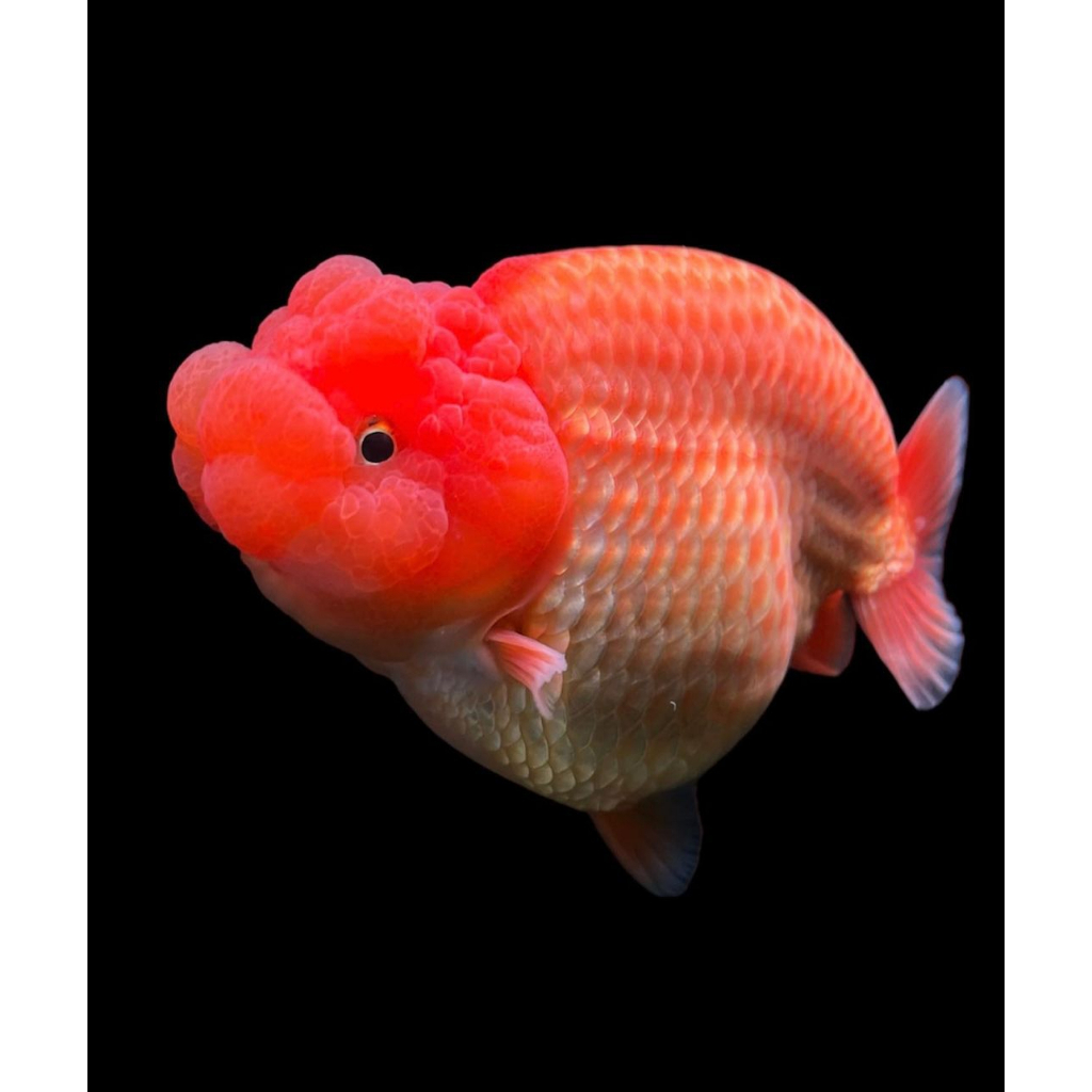 Jual ikan hias mas koki ranchu merah kombinasi ukuran 6 - 7 cm | Shopee ...