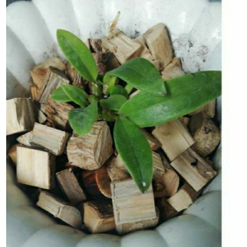 Jual media tanam kayu kopi cacah 1kg | Shopee Indonesia