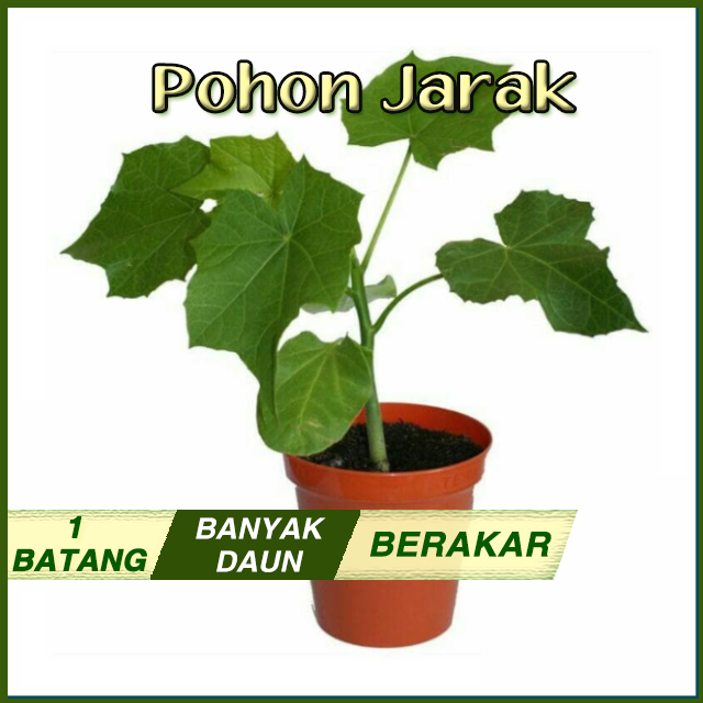 Jual Pohon Jarak | Shopee Indonesia