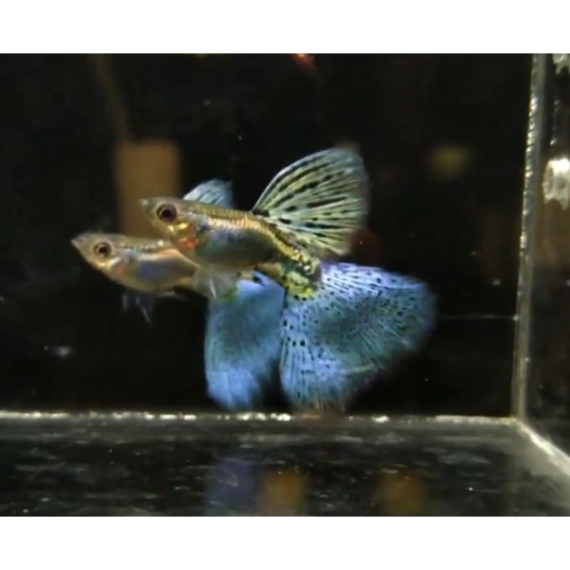 Jual ikan hias guppy blue gras sepasang jantan betina truo cocok untuk aquarium, kolam dan ...