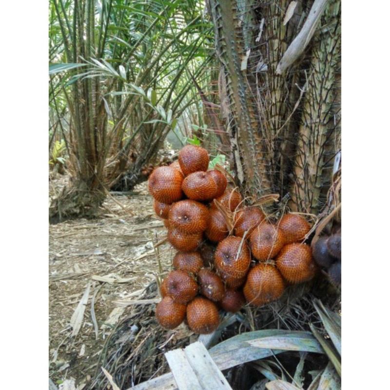 Jual BIBIT SALAK PONDOH SALAK SUPER SIAP TANAM | Shopee Indonesia