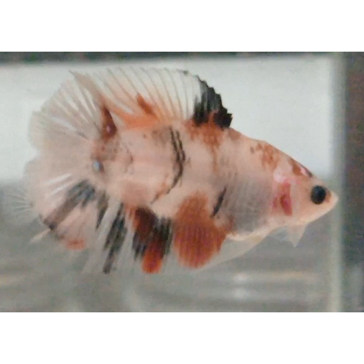 Jual Ikan Cupang PKDT Plakat Double Tail Nemo Multy Male Anakan PKDT011 ...