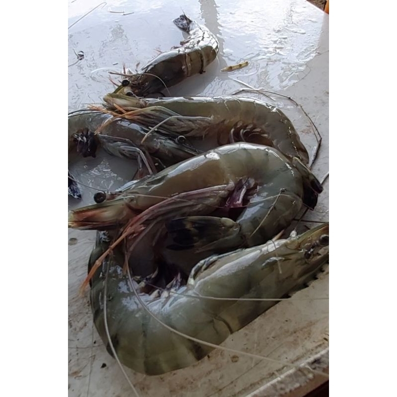 Jual Udang Windu / Tiger Prawn Size 10 - 15 ekor/kg Ukuran Jumbo ...