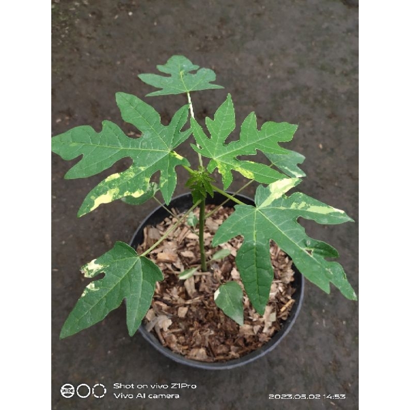 Jual pepaya varigata | Shopee Indonesia