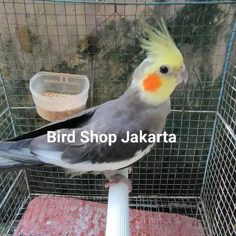 Jual Falk / Parkit australia suka bernyanyi jantan | Shopee Indonesia