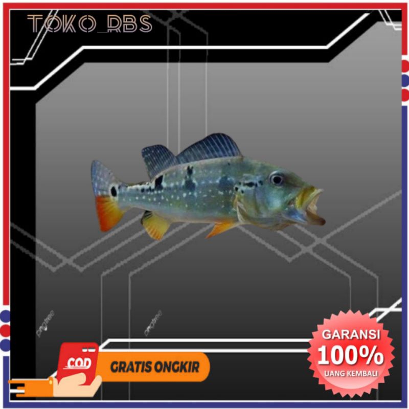 Jual hiasan aquarium pinima | Shopee Indonesia