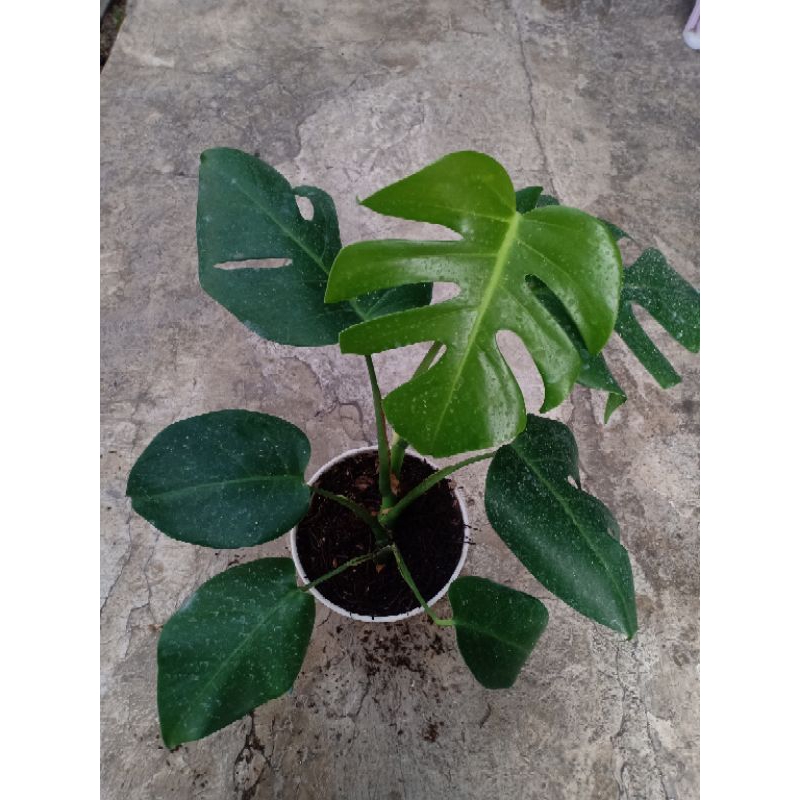 Jual Tanaman Hias Monstera Deliciosa - Monstera Hijau | Shopee Indonesia