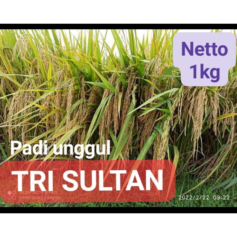 Jual Benih Padi Unggul TRISULTAN 1KG | Shopee Indonesia