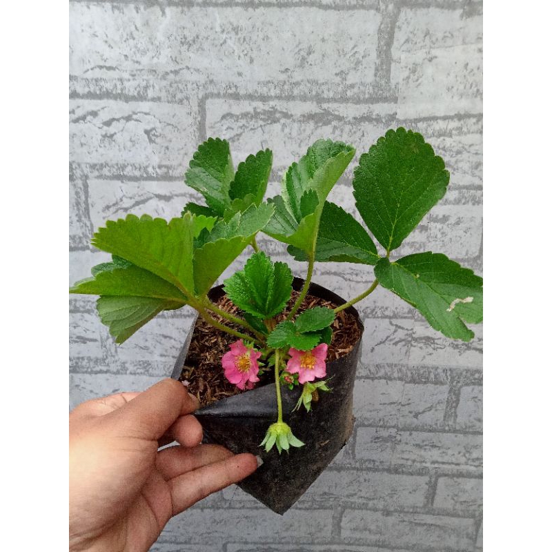 Jual Bibit tanaman strawberry MERLAN(sudah berbuah)/ bibit strawberry ...