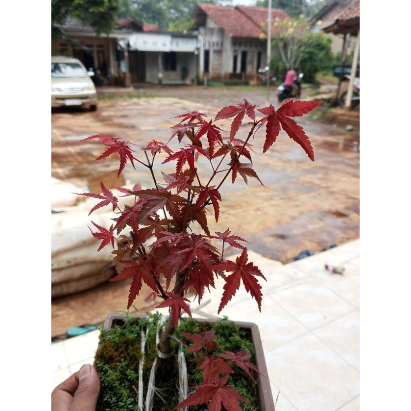 Jual pohon maple jepang atau Japanese red maple. | Shopee Indonesia