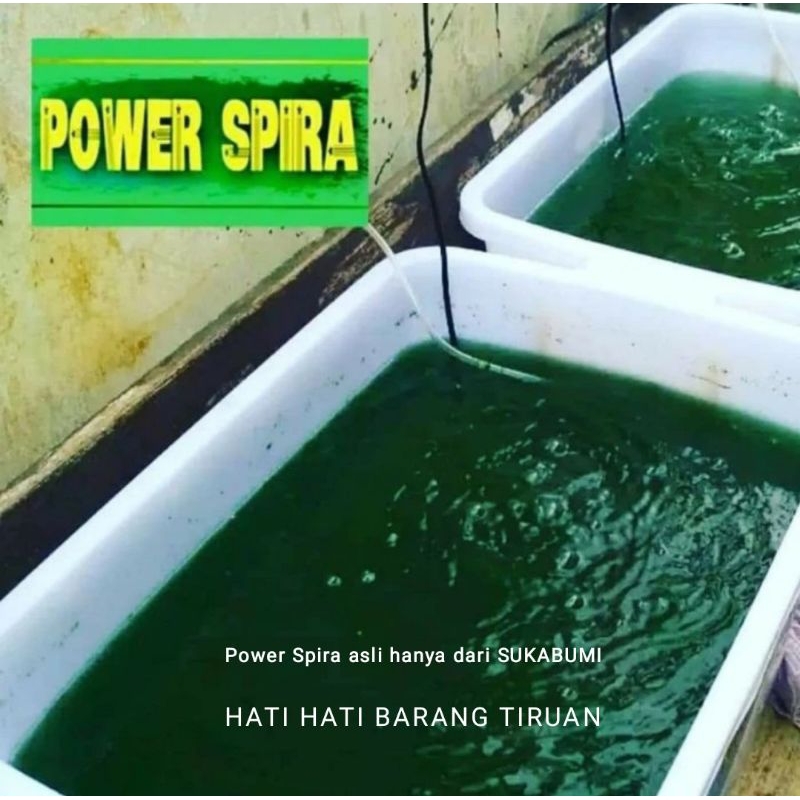 Jual Bibit Spirulina Power Spira 600 ml | Shopee Indonesia