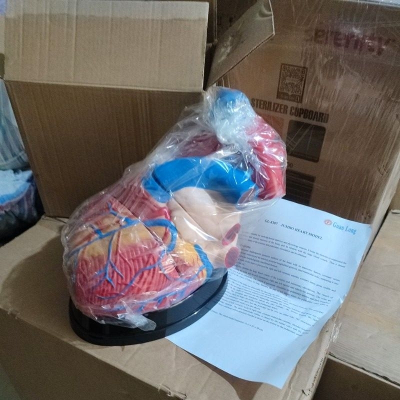 Jual model torso alat peraga manekin jantung pvc | Shopee Indonesia