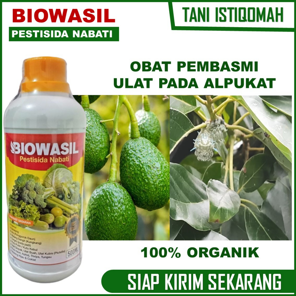 Jual Pupuk Semprot Organik Alami Ampuh Atasi Hama Ulat Alpukat - Pupuk ...