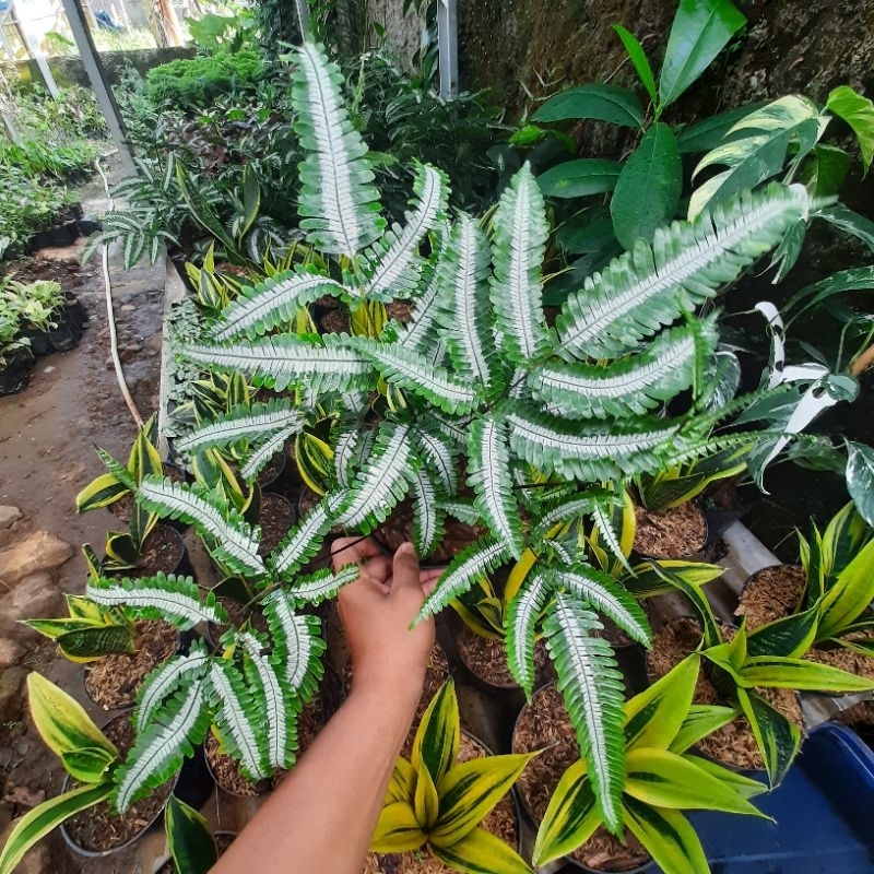 Jual { BISA COD } tanaman pakis varigata pakis sp gunung salak pakis ...
