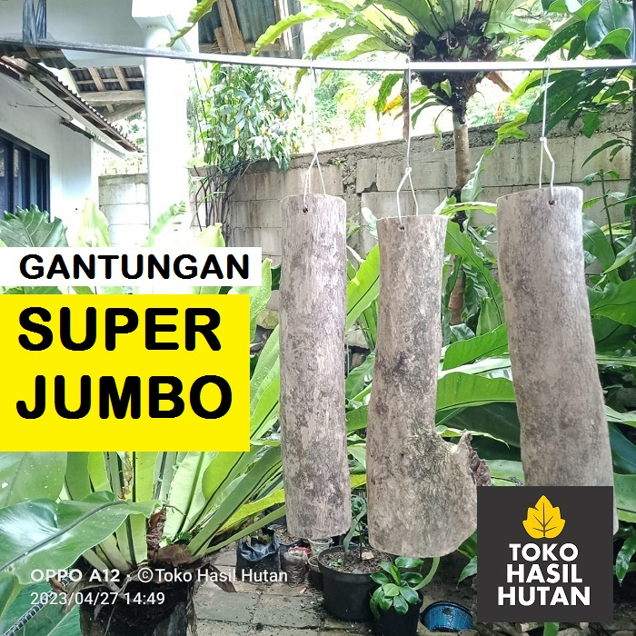 Jual Media Tanam Kayu Untuk Anggrek Gantungan SUPER JUMBO 30 cm Kayu ...