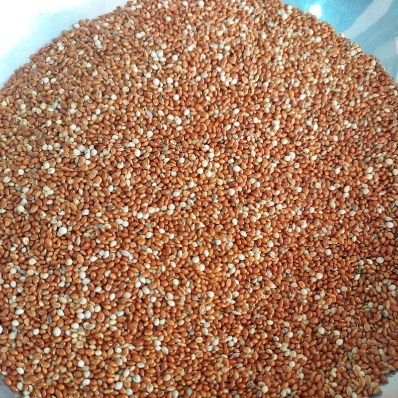 Jual MILET MERAH 1KG MILLET MERAH PAKAN BURUNG KICAU | Shopee Indonesia