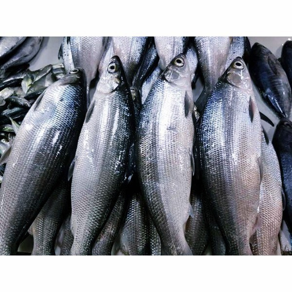 Jual Ikan Bandeng Segar - Bandeng Jumbo Premium | Shopee Indonesia
