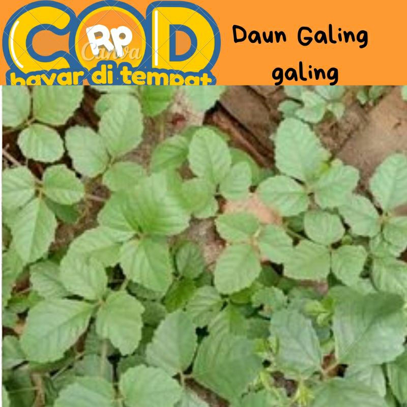 Jual Daun Galing - Galing segar di petik saat dipesan 250 gram | Shopee ...