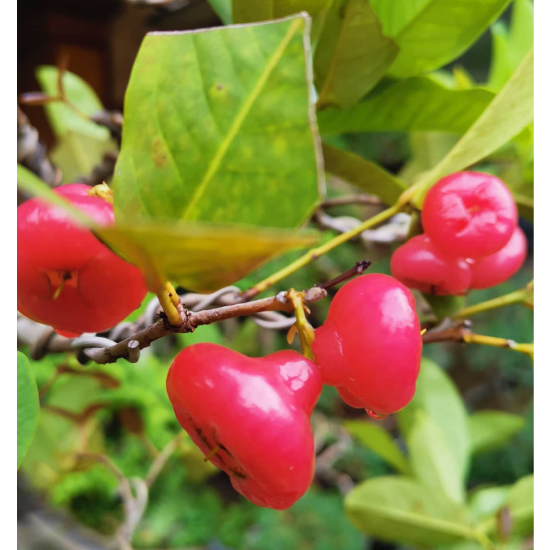 Jual Bibit Jambu Bertih / Jambu Air Kancing Merah ( Super Unggul ...