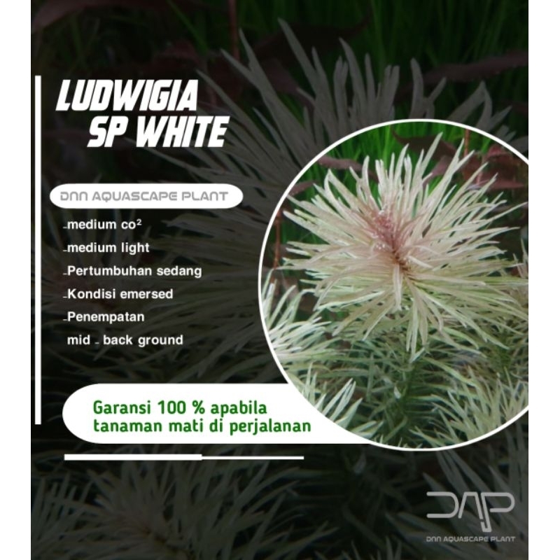Jual Ludwigia inclinata White tanaman aquascape /stemp plant | Shopee ...