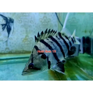Jual Ikan Datz Terlengkap & Harga Terbaru Juli 2024 | Shopee Indonesia