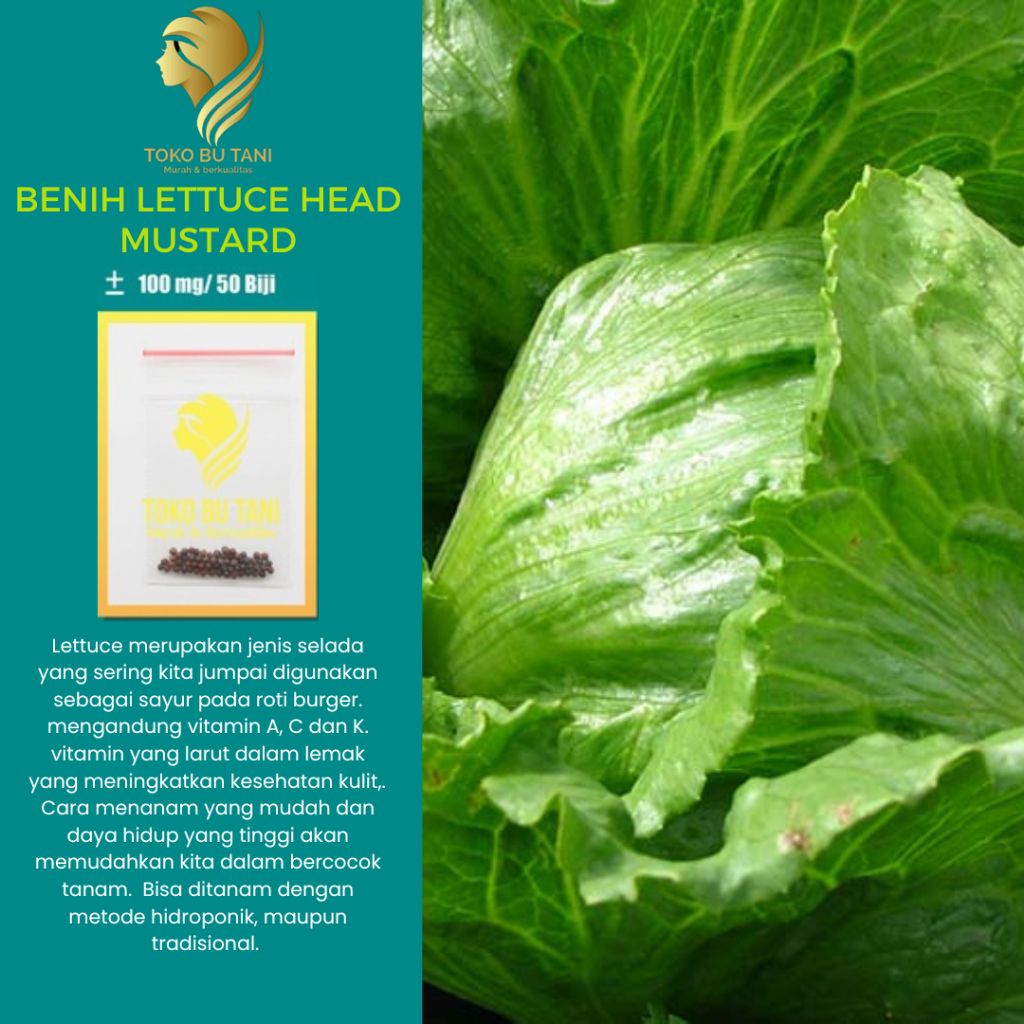 Jual BTN Benih Sawi Mustard Head Lettuce Glory Sayuran Pahit Bibit ...