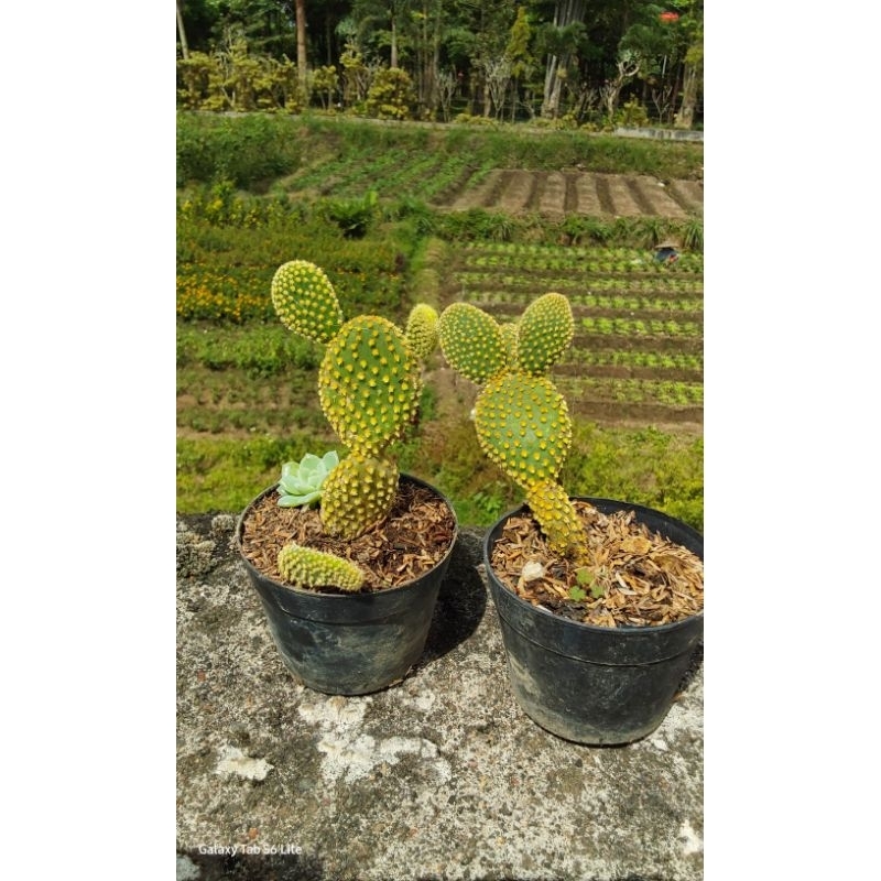 Jual Cactus Opuntia microdasys, kaktus mickey mouse | Shopee Indonesia