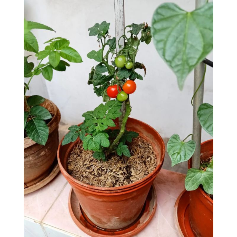 Jual Bibit Tanaman Buah Tomat Cherry / Tomat Ceri - Bibit Tanaman Tomat ...