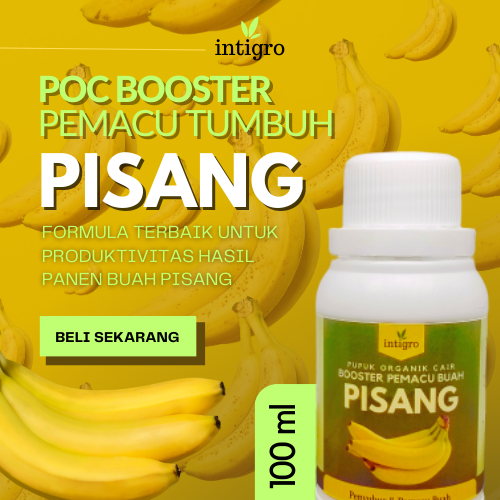 Jual Pupuk Pisang Agar Cepat Berbuah Bagus Booster Pisang Pupuk Organik Penyubur Pisang Pupuk ...