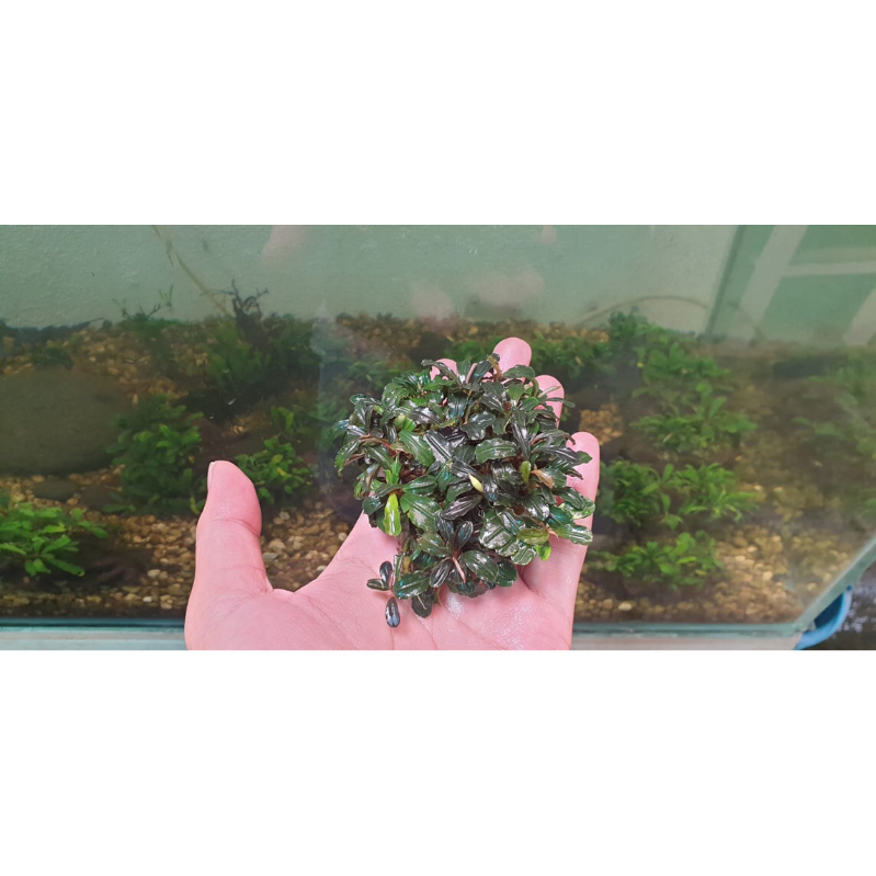 Jual Tanaman Bucephalandra Mini / Buce Mini | Shopee Indonesia