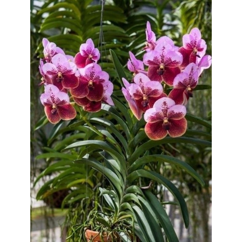 Jual Anggrek Vanda Sanderiana ( Purple form ) | Shopee Indonesia