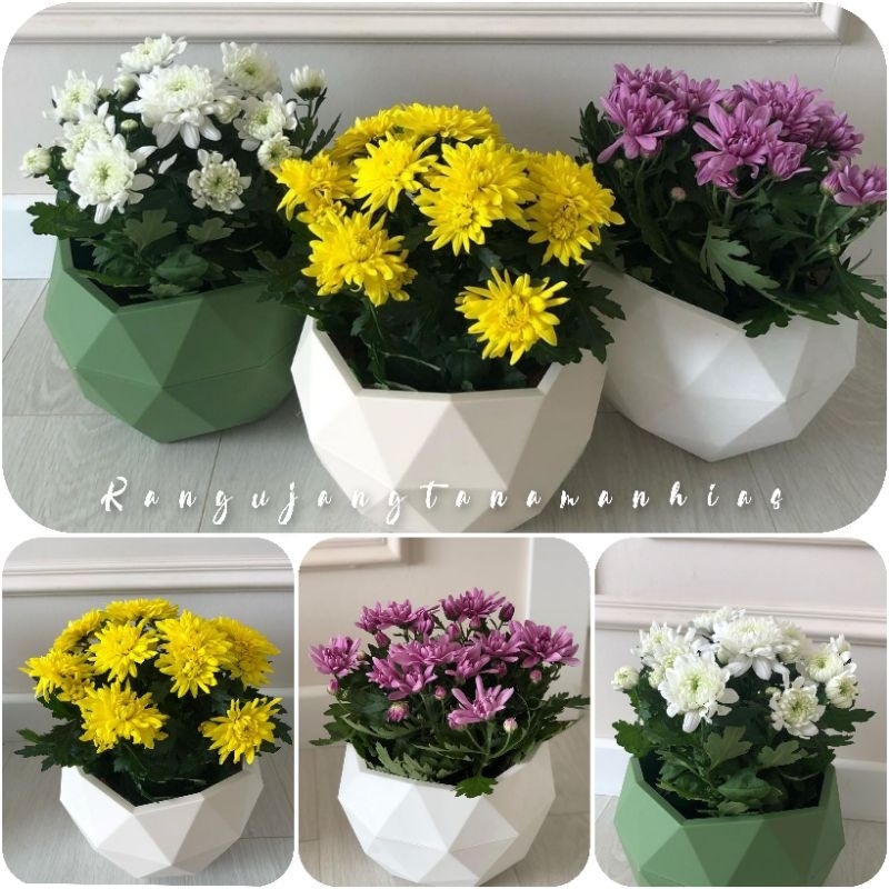 Jual PAKET 3 WARNA BUNGA KRISAN ASTER HIDUP | Shopee Indonesia