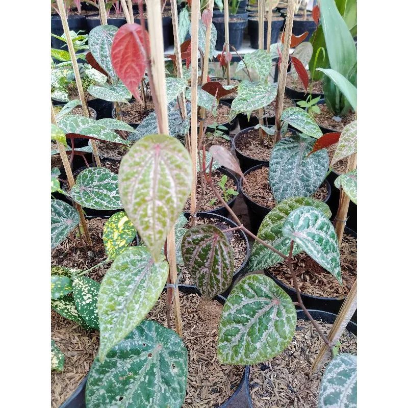 Jual Tanaman Herbal Sirih Merah - Suruh Merah | Shopee Indonesia