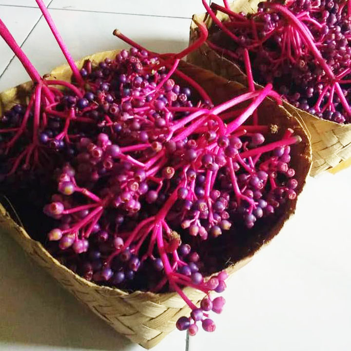 Jual Buah Parijoto Untuk Promil Buat Ibu Progam Hamil Parijotho Asli ...