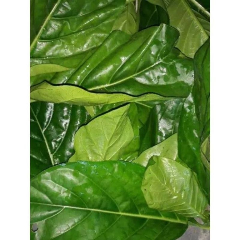 Jual Daun Mengkudu Segar Daun Pace Segar Organik 100gr | Shopee Indonesia